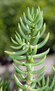 Succulents resembling other plants - trees, fruits, vegetables, big and ...
